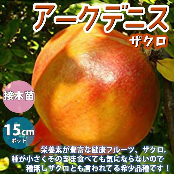 種が小さくそのまま食べても気にならない事から種無しザクロとも言われてる希少品種です。花も美しいので、観賞用にも人気が高いです！ビタミン類、クエン酸やポリフェノールなど栄養素が豊富！酸味やエグミが少なく糖度が高いので、人気がありますが、希少で...