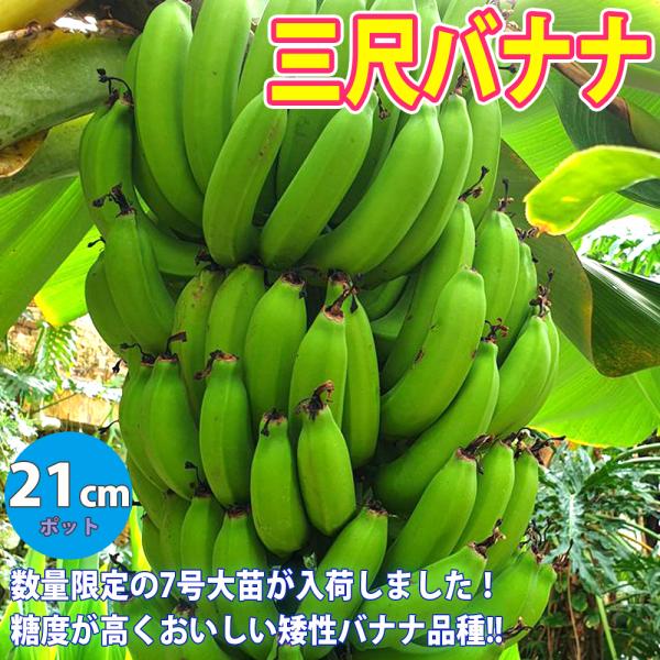 矮性で1〜2m程の高さで結実します！一般的なバナナより実は小ぶりですが、糖度が高く美味しい！自家結実性で苗1本で収穫可能です。木に見えますが、多年草です。学名：Musa acuminata 'Dwarf Cavendish'別名：台湾バナナ...