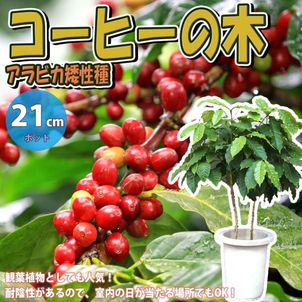 艶のある緑の葉が美しい観葉植物としても人気の珈琲の木！耐陰性があるので、室内の日が当たる場所でも育てられます！植え付けから約1〜2年で白い花を咲かせ、実を付けます。最もメジャーな種類のアラビカ種です。世界で栽培されているコーヒーの約7割がア...