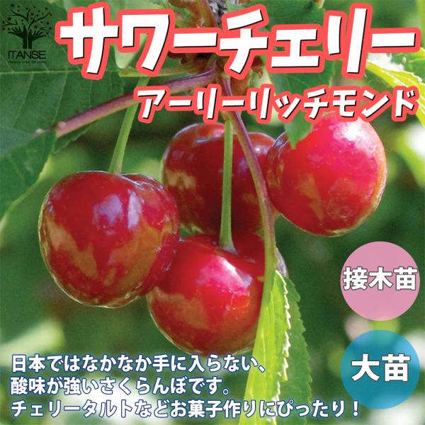アーリーリッチモンド(EARLY RICHMOND)はアメリカ原産の品種で果皮は明るい紅色で果汁は薄紅色。糖度は約16〜17％くらいです。自家結実性がありますが、結実性を高めるには他のさくらんぼ品種を一緒に植える方がより良いです。サワーチェ...