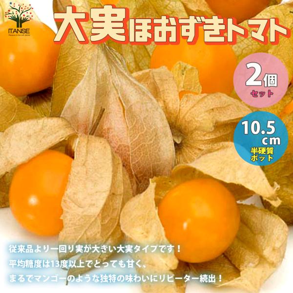 従来品より一回り実が大きい大実タイプ。食用のホオズキで、青果物ではゴールデンベリーなどの名称で販売されています。普通のトマト程度に背が高くなる、多収穫タイプ!!果実は直径2.3cm〜2.5cm前後、果重は8g〜11g程度の甘くなるタイプの中...
