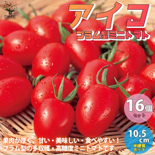 果肉が厚くゼリーが少なく、甘くて美味しい食べやすいプラム型(長卵型)の多収穫・高糖度ミニトマト。病気に強くて、果実の割れも少なく、実つきがよいので、たくさんとれます。房どりも可能で、平均果重は18g〜25g。高糖度で丸玉とは異なる食感で食味...