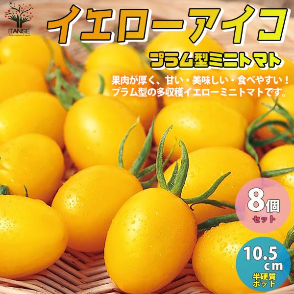 果肉が厚くゼリーが少なく、甘くて美味しい食べやすいプラム型(長卵型)の多収穫・高糖度イエローミニトマト。病気に強くて、果実の割れも少なく、実つきがよいので、たくさんとれます。房どりも可能で、平均果重は18g〜25g。高糖度で丸玉とは異なる食...