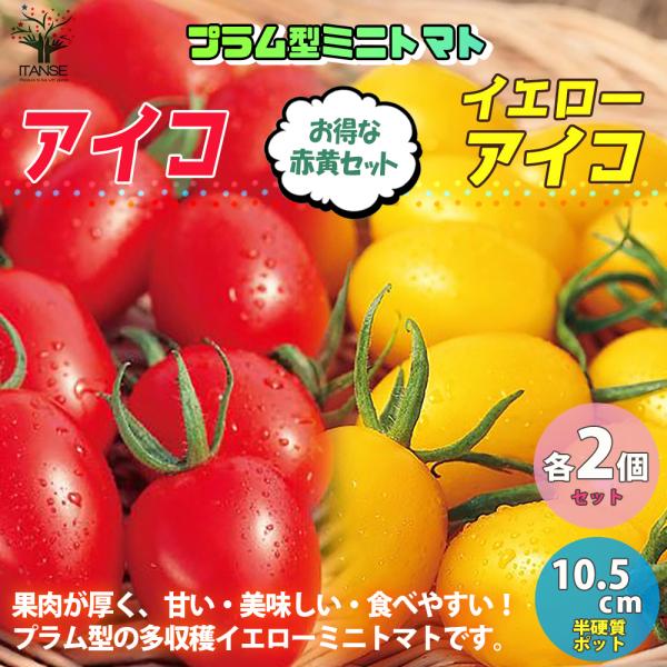 アイコの赤とイエローアイコを2POTずつセットしました。果肉が厚くゼリーが少なく、甘くて美味しい食べやすいプラム型(長卵型)の多収穫・高糖度ミニトマト。病気に強くて、果実の割れも少なく、実つきがよいので、たくさんとれます。房どりも可能で、平...