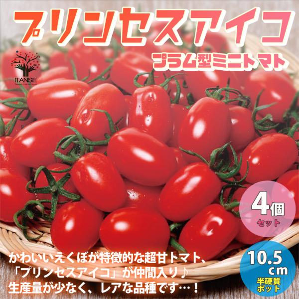 アイコシリーズ最新、超甘トマト! アイコにかわいいえくぼが特徴的な「プリンセスアイコ」が仲間入りしました。種子の生産量がまだ少なく、数量限定です。「プリンセスアイコ」は甘みが強い細めの長卵形で、実のサイズがアイコよりやや小さくてお子様でも食...