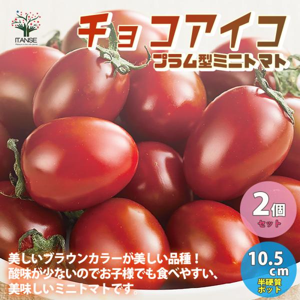 アイコシリーズに茶色のミニトマト「チョコアイコ」が仲間入りしました。プラム型の多収穫・高糖度ミニトマト! 種子の生産量がまだ少なく、数量限定です。(地域により遅霜にご注意ください)フルーツ感覚で食べられて、甘みが強く、とてもおいしいです。酸...