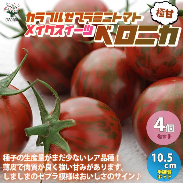 種子の生産量がまだ少ない品種です！果皮が薄く、高糖度で肉質が良く、甘みがあります。カラフルで個性的な形がかわいい！食卓をより華やかに！しましま模様はおいしさのサイン！ゼブラ柄が目を引きます。皮も柔らかく、裂果しにくく、収量もあり、果肉がしっ...