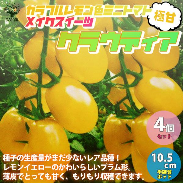 種子の生産量がまだ少ない品種です！カラフルで個性的な形がかわいい！食卓をより華やかに！比較的小ぶりで、かわいらしいプラム形。果皮が薄く、高糖度で肉質が良く、甘みがあります。明るいレモンイエローの甘い実が沢山取れる多収穫・高糖度タイプです。病...