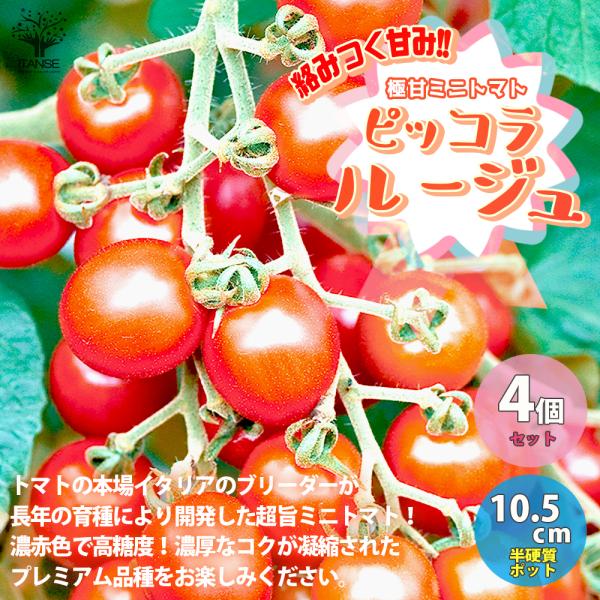 新しいトマトの世界にようこそ。マウロの地中海トマト。トマトの本場イタリアのブリーダーが長年の育種により開発した超旨ミニトマト！からみつく甘み、濃赤色で高糖度！濃厚なコクが凝縮されたプレミアム品種をお楽しみください。畑でも野菜用大型プランター...