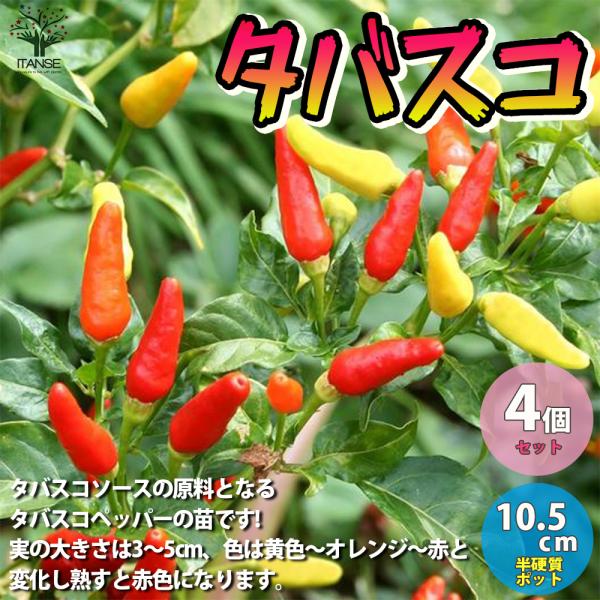 タバスコソースの原料となるタバスコペッパーの苗です。実の大きさは3〜5cm、色は黄色〜オレンジ〜赤と変化し熟すと赤色になります。辛さを味わうだけでなく、上向きのカラフルでかわいい形の実は観賞用としても楽しめます。育て方は普通のとうがらし品種...