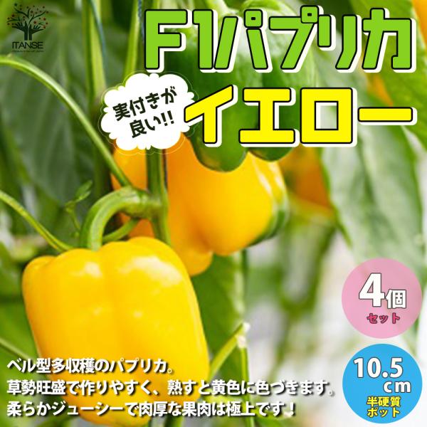 ベル型多収穫パプリカ！草勢旺盛で作りやすく、熟すと黄色になる柔らかジューシーなパプリカ品種！果実は大獅子型の豊満良果。果肉は肉厚で柔らくジューシー、食味は極上です。地域により遅霜にご注意ください。学名：Capsicum annuum L. ...
