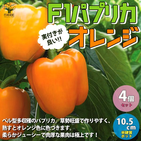ベル型多収穫パプリカ！草勢旺盛で作りやすく、熟すとオレンジになる柔らかジューシーなパプリカ品種!果実は大獅子型の豊満良果。果肉は肉厚で柔らくジューシー、食味は極上です。地域により遅霜にご注意ください。学名：Capsicum annuum L...