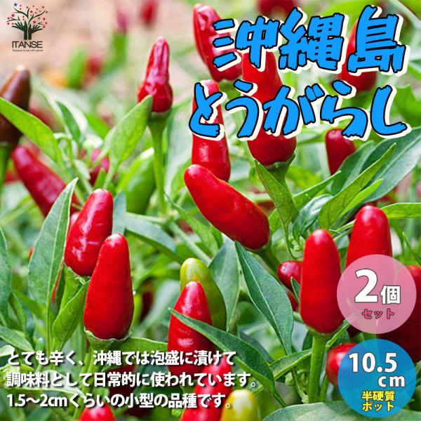 果実は1.5〜2cmくらいの小型の品種です。非常に辛く、沖縄では泡盛に漬けて調味料として日常的に利用している品種です。育て方は普通のとうがらし品種に準じます。地域により遅霜にご注意ください。　　上向きの果で実の長さ1.5〜2cm程度、小型で...