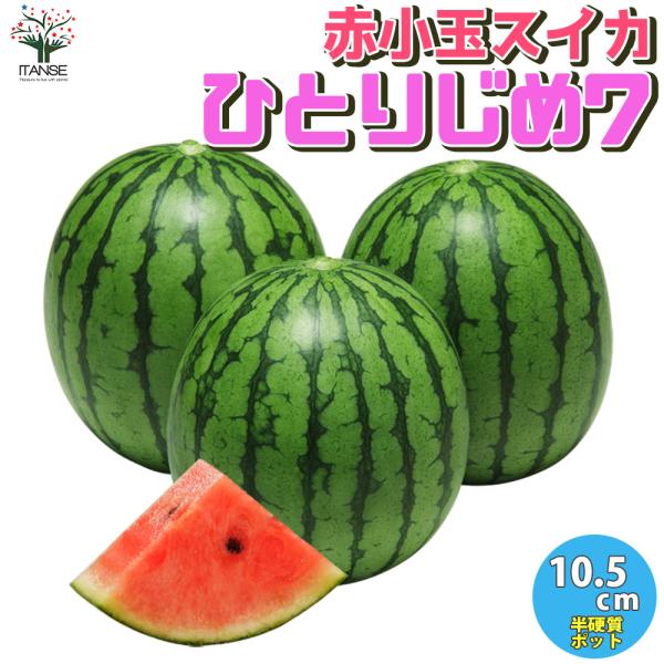 赤小玉スイカの苗です。ひとりじめ7は病気に強くてつくりやすく、果実は果皮色濃く、2.0〜2.5kgの玉張りの良いやや腰高の円球形。果肉はややちみつでしまりがあり、大玉に近いシャリ感を持っています。地域により遅霜にご注意ください。学名：Cit...