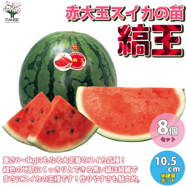 赤大玉スイカの苗です。縞王は作りやすさに定評あり。大玉スイカの大定番！緑色の皮、真っ赤な果実。重さ6〜8kgになる大玉スイカです。濃緑の地肌にくっきりとできる黒い縞は綺麗で、まさにスイカの王様と言える品種。糖度は12度前後で、とっても甘いス...