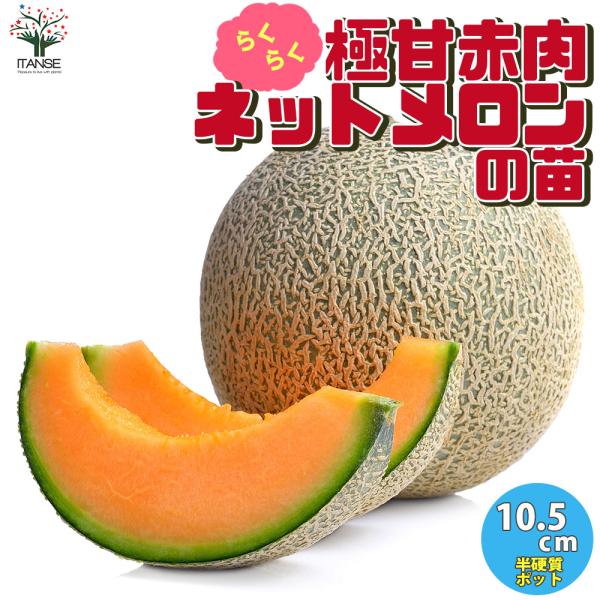 中葉で節間は中位、草勢はやや強い。雌花着生と着果は安定して良い。果実は1500g内外の正球形。果皮色は灰緑色で、ネットは密で均一に発現し、やや盛り上がる。果肉は濃橙色で厚く、皮目の緑肉はやや薄い。空洞果になりにくく、種子が流れない。糖度は1...