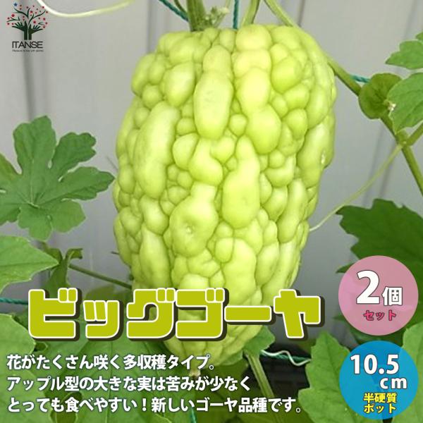 苦みが少なく果肉が厚くて、調理しやすく食べやすい新しいゴーヤ品種です。花も沢山咲く多収穫タイプ。アップル型の非常に大きな実のゴーヤで、平均果重は350g〜450g程度、肉厚でジューシー。ゴーヤ独特の苦みが少なく、皮のイボは滑らかなタイプで明...