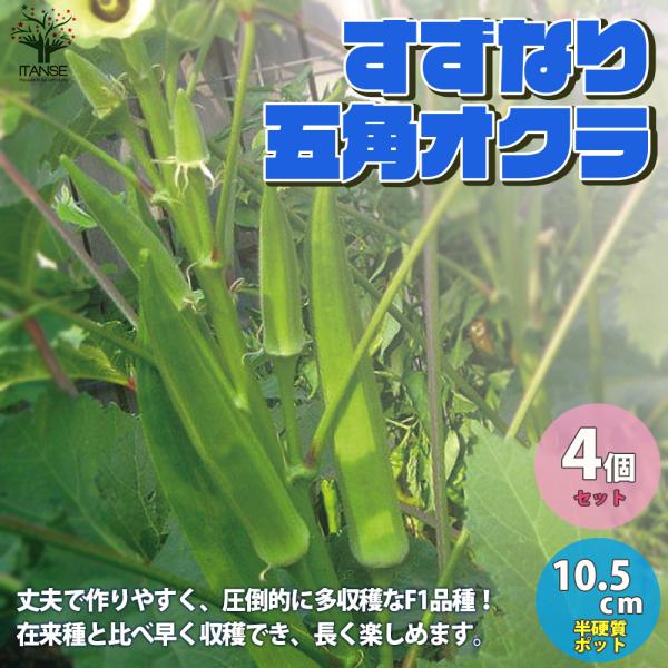 【すばらしい特徴】極早生のF1五角オクラで、小葉で節間がつまり密植栽培が可能。着果節位が低く分枝力旺盛で特に中〜後期収量が非常に多いため総収量は多くなる。果色は極濃緑色でツヤがあり莢の曲がりやイボ果は非常に少ないので秀品率が高い。学名：Ab...