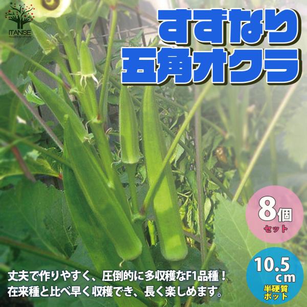 【すばらしい特徴】極早生のF1五角オクラで、小葉で節間がつまり密植栽培が可能。着果節位が低く分枝力旺盛で特に中〜後期収量が非常に多いため総収量は多くなる。果色は極濃緑色でツヤがあり莢の曲がりやイボ果は非常に少ないので秀品率が高い。学名：Ab...
