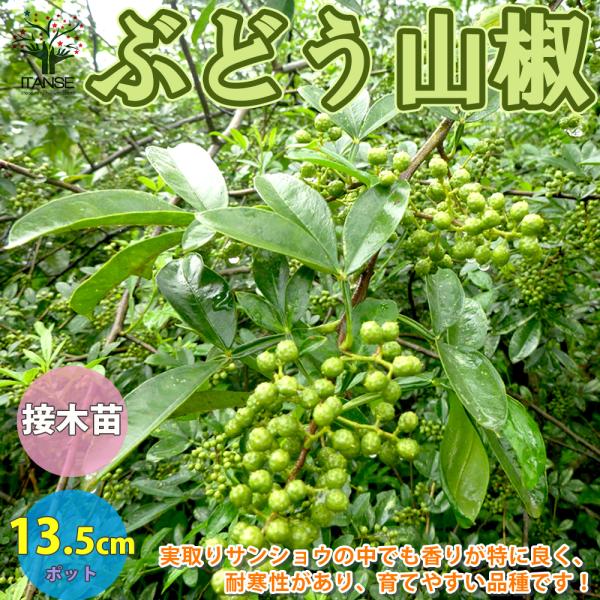 ぶどう山椒とは、山椒の品種名で、実がぶどうの房のように房なりになることからそう呼ばれています。一粒一粒が他の品種に比べて大きいのが特徴です。実取りサンショウの中でも香りが特に良く育てやすい品種。葉には極上の芳香があり、実にはピリッとした辛味...