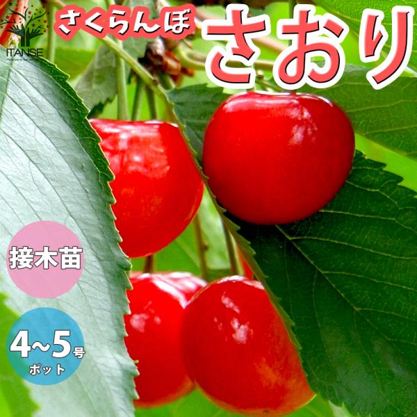 大粒で糖度高く、実もしっかりしてます。 味は、甘くてほどよい酸味があり人気の品種です。 1本で結実しますが、受粉技があったほうが実付きがよくなります。 さくらんぼは繊細な果物ですので、輸送時の温度差でも傷んだりします。 完熟した果実は日持ち...