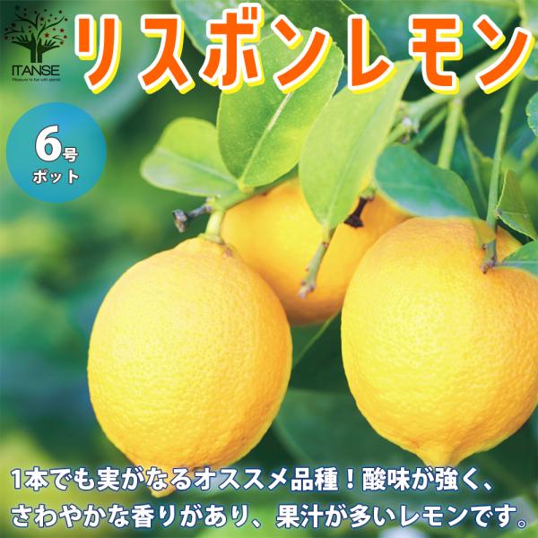 レモンの中でも育てやすく豊産性があり、1本でも実がなるオススメ品種です！トゲはある品種で、酸味が強く、さわやかな香りがあり、果汁が多いのが特徴です。早生で10月〜4月頃に収穫ができます。5月頃に白いきれいで甘い香りがする花が咲き、その後果実...