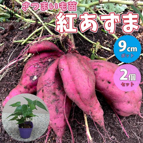 ポットに植え付けた紅あずま芋の苗なので、新鮮な状態で植付けできます。紅あずまは東日本で良く食べられている品種です。皮の色は少し紫がかった濃い赤色で、果肉の色が黄色く粉質で、スジっぽくなく柔らかで、蒸したり焼くとホクホクとネットリの中間タイプ...