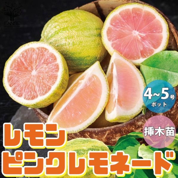 明るい斑入り葉なので庭のシンボルツリーなど観賞樹としても良い、カラフルでおいしいレモン。鉢植えにしてベランダ栽培も可能です。光沢のある葉にレモンでは珍しい斑が入り、果実も斑入りになる珍しいレモンです。花はつぼみのころは薄いピンク色で開花する...