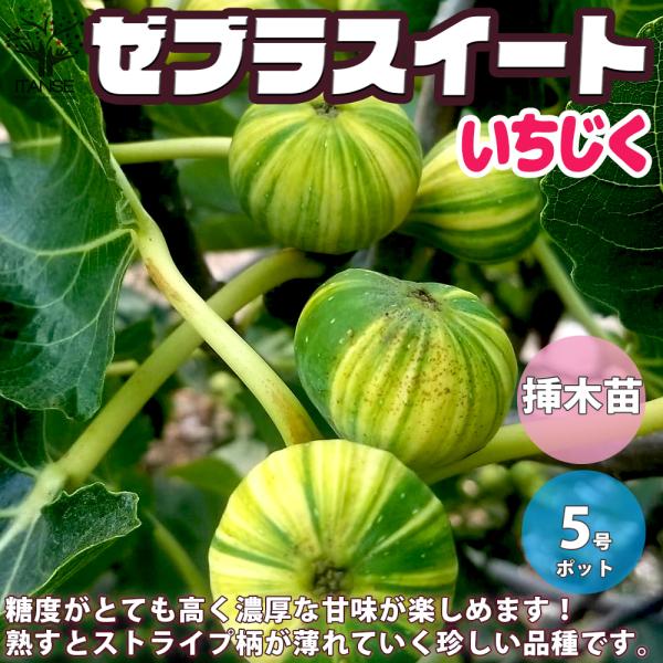 珍しい縞模様が入るイチジクで、この縞模様は熟すにつれて薄くなり、消えたら食べごろのサインとなります。糖度が高く濃厚な甘味があり、酸味とのバランスも良く、見て楽しめて味でも楽しる品種です。自家結実性があり、1本でも実をつけます。完熟したイチジ...