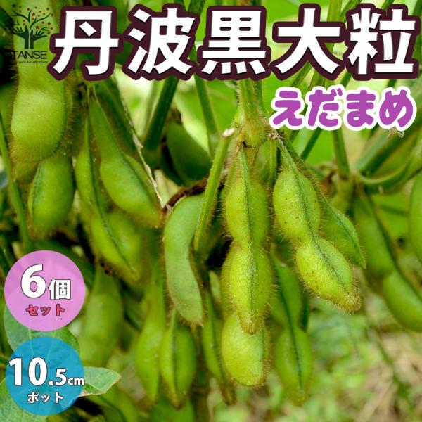 黒豆で有名な丹波の黒大粒豆ですが、早どりして枝豆として収穫します。良食味で香りも良い枝豆です。本来正月に食べる黒豆を若さやの枝豆時に収穫したものです。人気の理由は通常の枝豆に比べると粒の大きさ、味の深み、どれをとっても枝豆の王様と呼ぶのにふ...