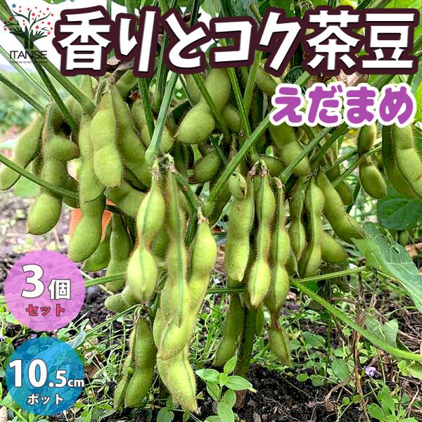 独特のコクのある甘みと芳ばしい香りが最高のバランス！甘味・香りともに抜群で、非常に美味しい茶枝豆です。草丈は90cm前後で分枝数は8本前後です。着莢数は多く、莢密度が高い。収穫の適期は開花後30〜40日です。莢が大きくなって豆の部分がふくら...