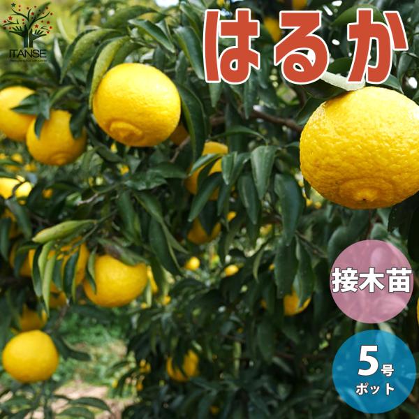 見た目はレモンのようですが、酸味は少なくさっぱりとした上品な甘みが特徴の品種です。平均糖度は12度とそこまで高くありませんが、酸味が少ないので、甘く感じられます。果皮は厚く、じょうのう膜は硬めで、種も多めです。果肉は粒がしっかりしていてプチ...
