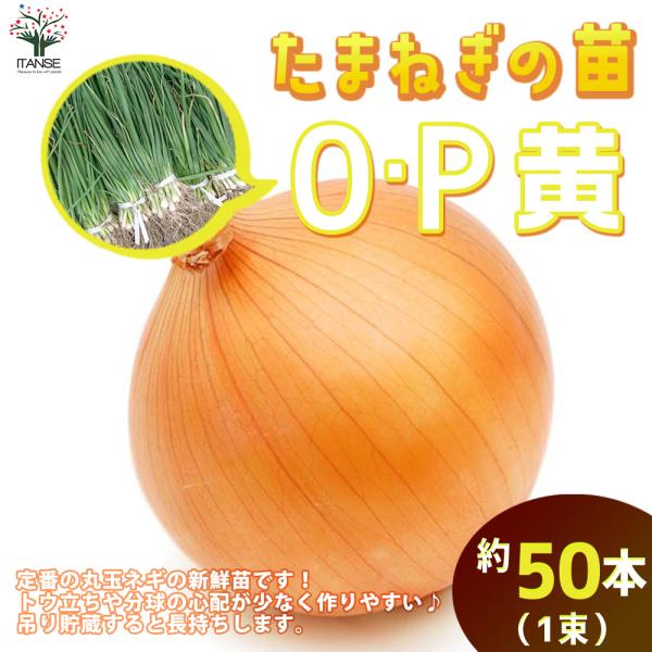 O・P黄（オーピーキ）は、タマネギの品種の中でも中生種でとても栽培しやすい品種です。同じ中生種には、O・K黄、O・L黄がありますが、これら2つの品種と比べても、分球の心配がなく、家庭菜園向きの育てやすいタマネギです。強勢で作りやすい増収型の...