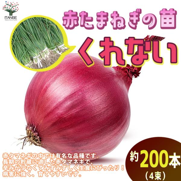 くれない玉葱は、家庭菜園からプロまで育てやすいタマネギです。表皮が美しい濃赤紫色で球は厚みのある中甲高で一球300g位になり良く揃う。辛味や臭みがなく美味でサラダ用に最適です。首の締まりが良く、表皮が密着しているので、貯蔵性に優れ、吊り貯蔵...