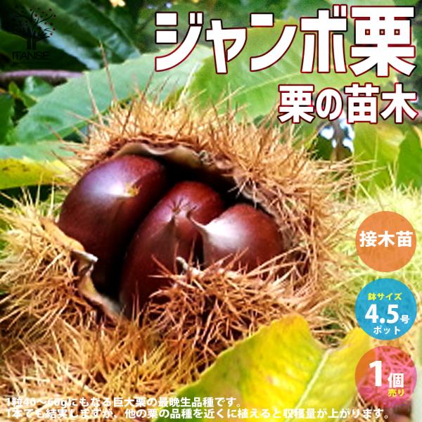 ジャンボ栗は、1粒40〜60gにもなる巨大栗の最晩生品種です。1本でも結実しますが、他の栗の品種を近くに植えると収穫量が上がります。果肉はクリーム色であっさりした味わいです。栗は、食物繊維やビタミン、ミネラルや亜鉛も含まれている低カロリー・...