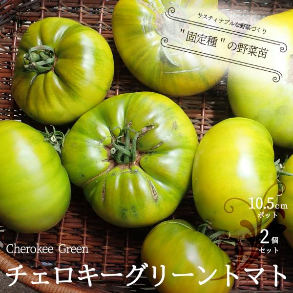 【固定種：Cherokee Greenの特徴】タイプ：背が高くなる果重：平均約250gで大きくなると500g支柱：しっかりした支柱が安心です表皮のゼブラ模様が黄色みを帯びてきたら完熟です。風味はとてもよく、甘みがありトマト本来の風味がありま...