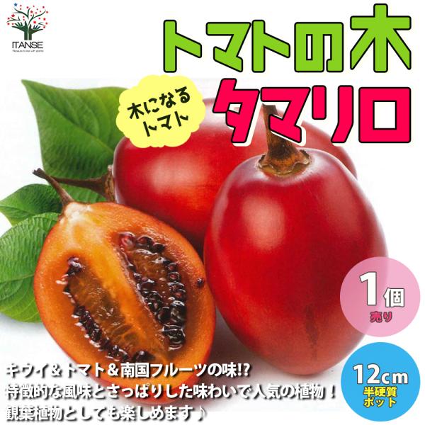 果実は約2〜8cmで、パッションフルーツとトマトとキウィフルーツの風味が混ざったようなピリッとした味です。成長が早く、収量も1株から約60kgが見込めます。この果樹は結実までの育成期間は2年目以降から普通に収穫が楽しめます。常緑小木で、果実...