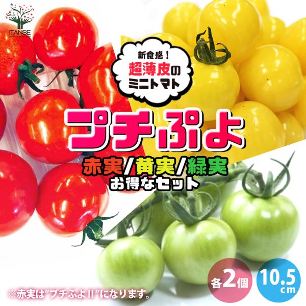 【セット内容】プチぷよII 10.5cmポット：2個プチぷよ 黄色実 10.5cmポット：2個プチぷよ グリーン 10.5cmポット：2個【登録品種:品種名:プチぷよ PVP】赤ちゃんのポッペのように皮がプヨプヨに柔らかい、新食感ミニトマト...