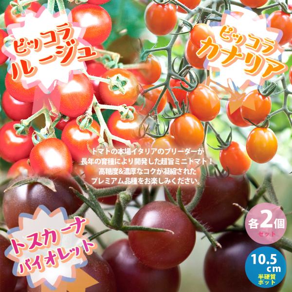 【セット内容】極甘ピッコラルージュ 10.5cmポット：2個極甘ピッコラカナリア 10.5cmポット：2個極旨トスカーナバイオレット 10.5cmポット：2個新しいトマトの世界にようこそ。マウロの地中海トマト。トマトの本場イタリアのブリーダ...
