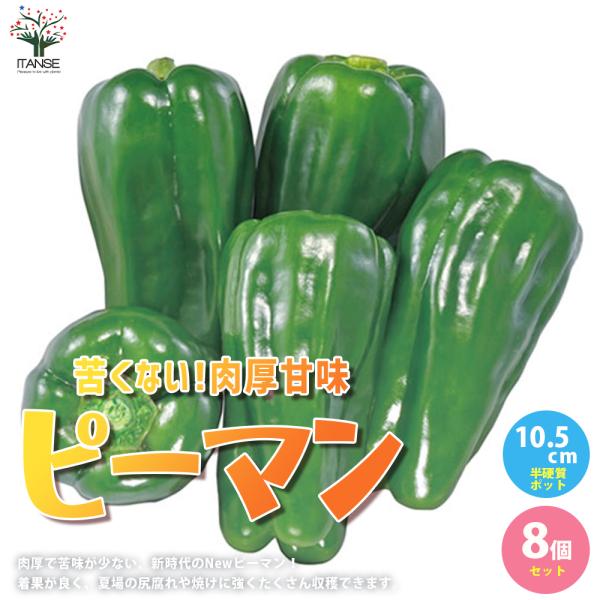 【すばらしい特徴】肉厚で苦味が少ない、新時代のNewピーマン！着果が良く、夏場の尻腐れや焼けに強くたくさん収穫できる。完熟させて赤ピーマンとしても栽培できる。【特性】・PMMoV-L3型に対して抵抗性がある。・高温期などに発生しやすい尻腐れ...