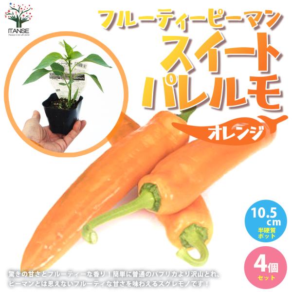 驚きの甘さとフルーティーな香り!簡単に普通のパプリカより沢山とれる!ピーマンとは思えないフルーティな甘さで大人気!通常のカラーピーマンよりも糖度が高く、完熟果の糖度は9〜10度程度になります。果長は約20〜23cmと大型で、果重は100〜1...
