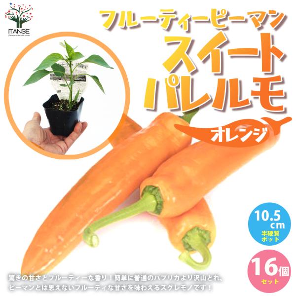 驚きの甘さとフルーティーな香り!簡単に普通のパプリカより沢山とれる!ピーマンとは思えないフルーティな甘さで大人気!通常のカラーピーマンよりも糖度が高く、完熟果の糖度は9〜10度程度になります。果長は約20〜23cmと大型で、果重は100〜1...
