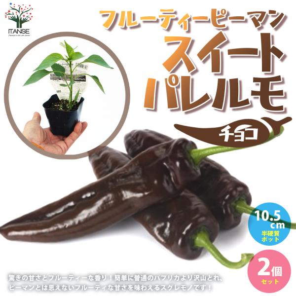 驚きの甘さとフルーティーな香り!簡単に普通のパプリカより沢山とれる!ピーマンとは思えないフルーティな甘さで大人気!通常のカラーピーマンよりも糖度が高く、完熟果の糖度は9〜10度程度になります。果長は約20〜25cmと大型で、果重は100〜1...