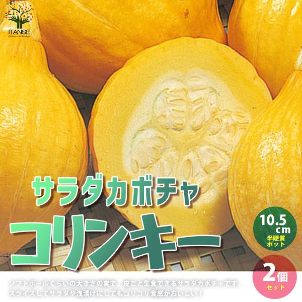 【すばらしい特徴】コリンキーはクセが少なく皮ごと食べられる野菜です。歯ざわりがよく、コリコリとした食感でなんと生食でも食べられますよ。珍しい野菜ですが、調理に取り入れやすいお手軽野菜。ソフトボール大ぐらいの大きさで、他のカボチャ同様作りやす...