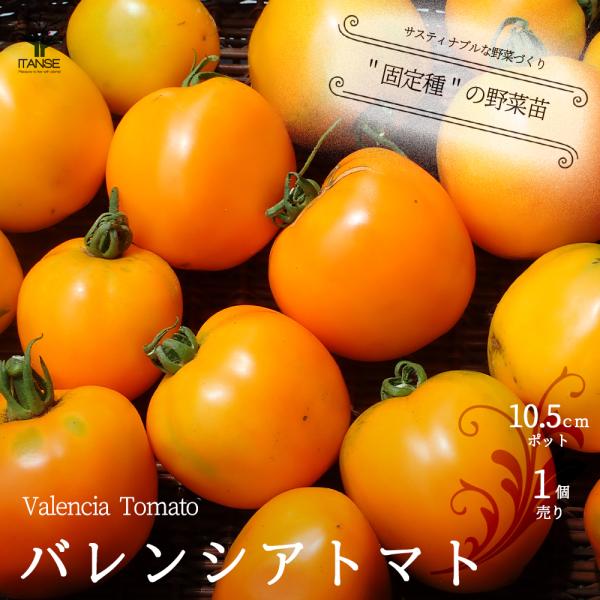 【固定種：Valencia Tomatoの特徴】●バレンシアトマト(Valencia Tomato)は、中〜大玉タイプで果重180〜250gぐらい。背が高くなる品種で1.8m程度の支柱が必要です。オレンジ色のつやつやピカピカの実が沢山成りま...