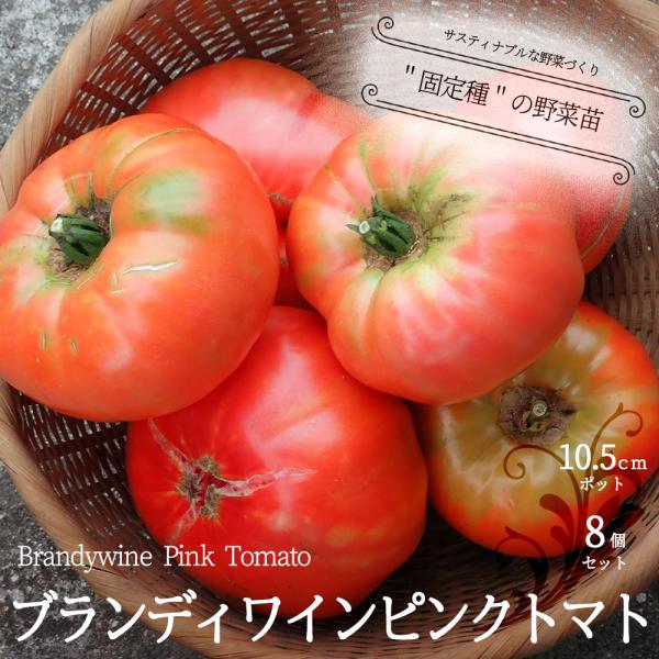 【固定種：Brandywine Pink Tomatoの特徴】●ブランディワインピンクトマト(Brandywine Pink Tomato)は、大玉タイプで大きなものは果重400〜500gにもなる品種です。濃いピンクの表皮と、赤くみずみずし...