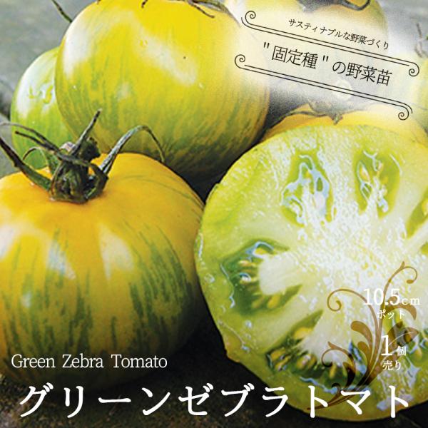 【固定種：Green Zebra Tomatoの特徴】●グリーンゼブラトマト(Green Zebra Tomato)は、中玉タイプで果重は約100g程度の品種です。皮が割れにくく作りやすい品種で、表皮のゼブラ模様が肩の部分から黄色みをおびて...
