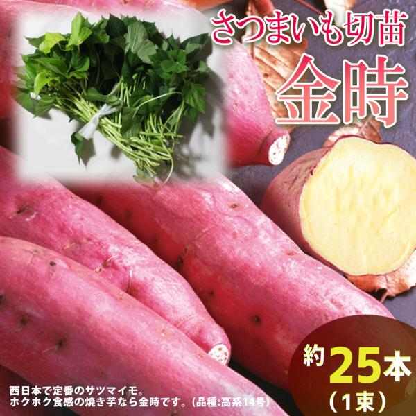 【品種特徴】金時芋は、ほくほく系の代表的な品種。果皮は全体にムラの無い美しい紅色をしており、生の果肉はクリーム色で粉質です。※甘藷切苗生産地：岡山県※品種：高系14号※ご注意ください※苗は手作業で束ねていますので、表記より苗本数が1〜2本増...
