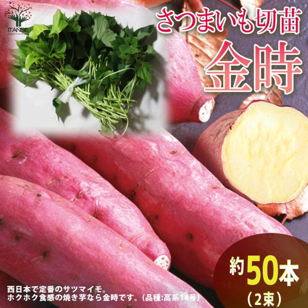 【品種特徴】金時芋は、ほくほく系の代表的な品種。果皮は全体にムラの無い美しい紅色をしており、生の果肉はクリーム色で粉質です。※甘藷切苗生産地：岡山県※品種：高系14号※ご注意ください※苗は手作業で束ねていますので、表記より苗本数が1〜2本増...