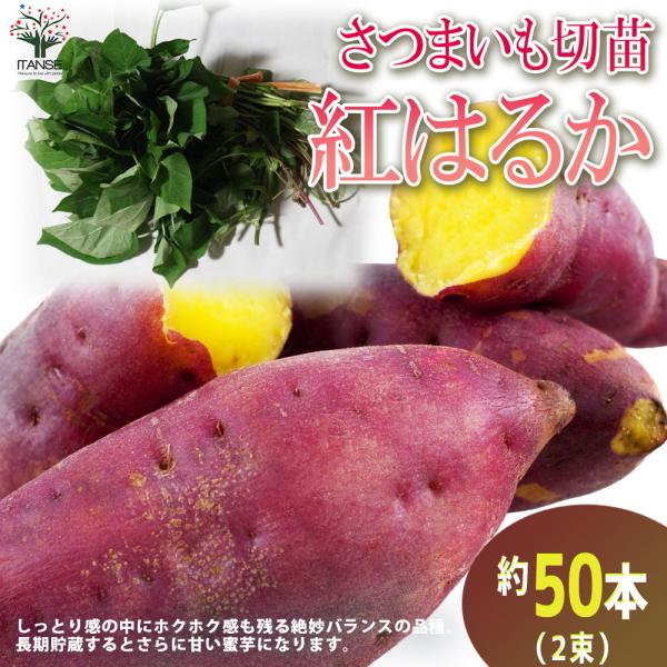 紅はるかは、九州から全国区で人気になった美味しいさつまいも。「しっとり感」の中にサツマイモ本来の「ホクホク感」も残る絶妙なバランスの品種です。※甘藷切苗生産地：岡山県※PVP品種登録：第19255号 登録品種名称：べにはるか※ご注意ください...
